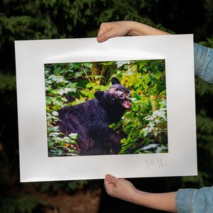 Berry Season Bear Print | Wild Animal Wall Art, Wildlife Photo Fine Art ...