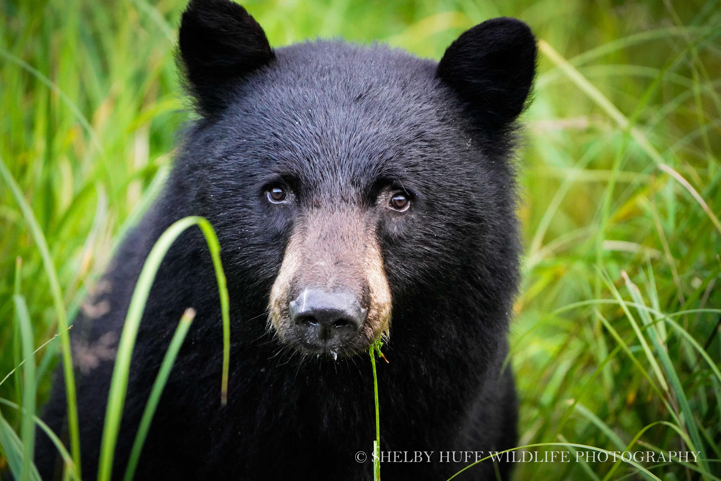 Black Bear Portrait Print | Wild Animal Wall Art, Wildlife Photo Fine ...