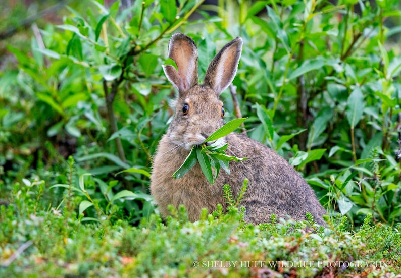 Hare Print | Wild Animal Wall Art, Wildlife Photo Fine Art Paper Print ...