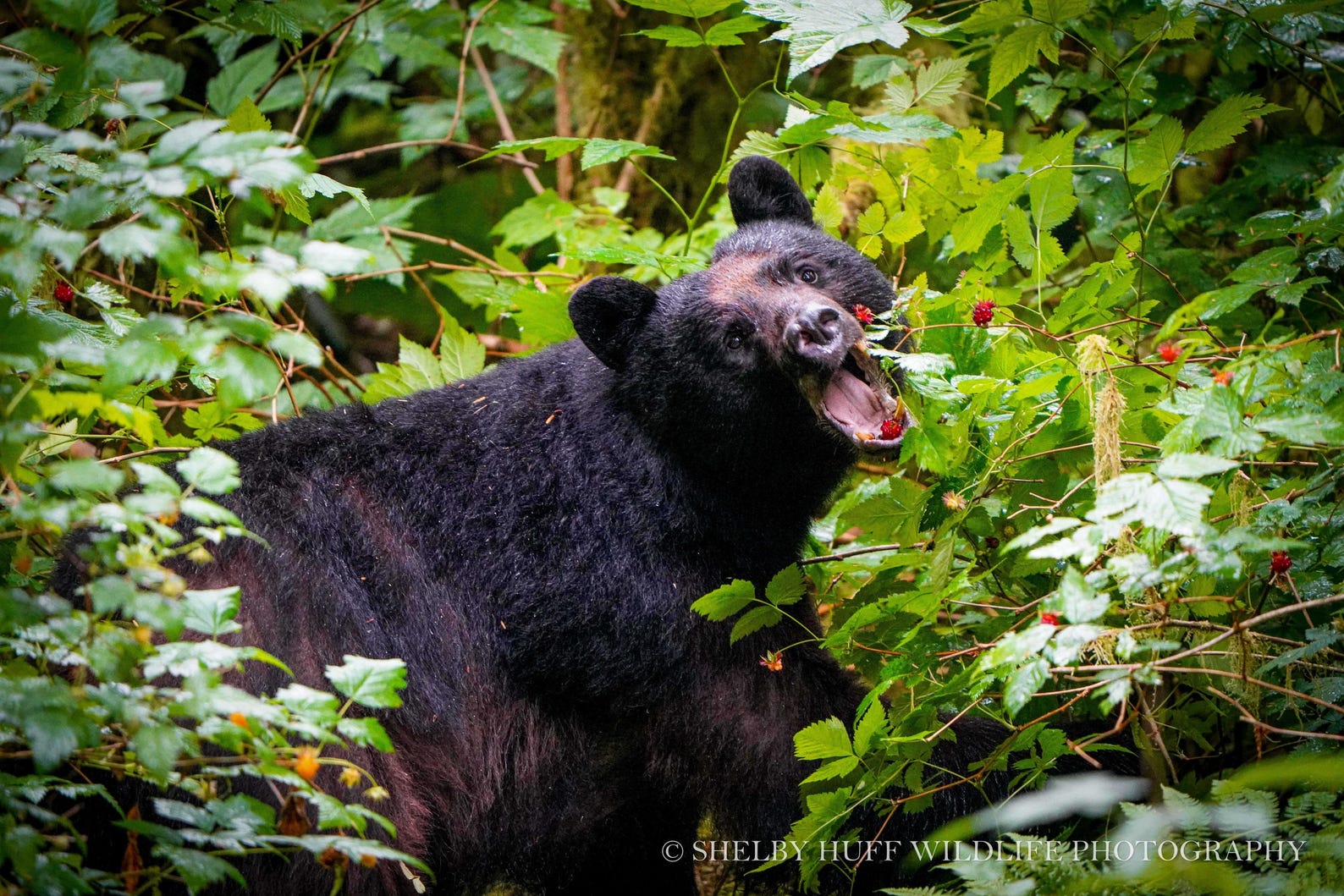Berry Season Bear Print | Wild Animal Wall Art, Wildlife Photo Fine Art ...