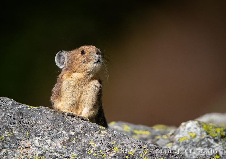 Peeping Pika Print | Wild Animal Wall Art, Wildlife Fine Art Paper ...