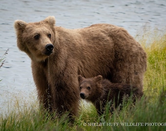 Big Bear Art Print | Wild Animal Wall Art, Wildlife Photo Fine Art ...