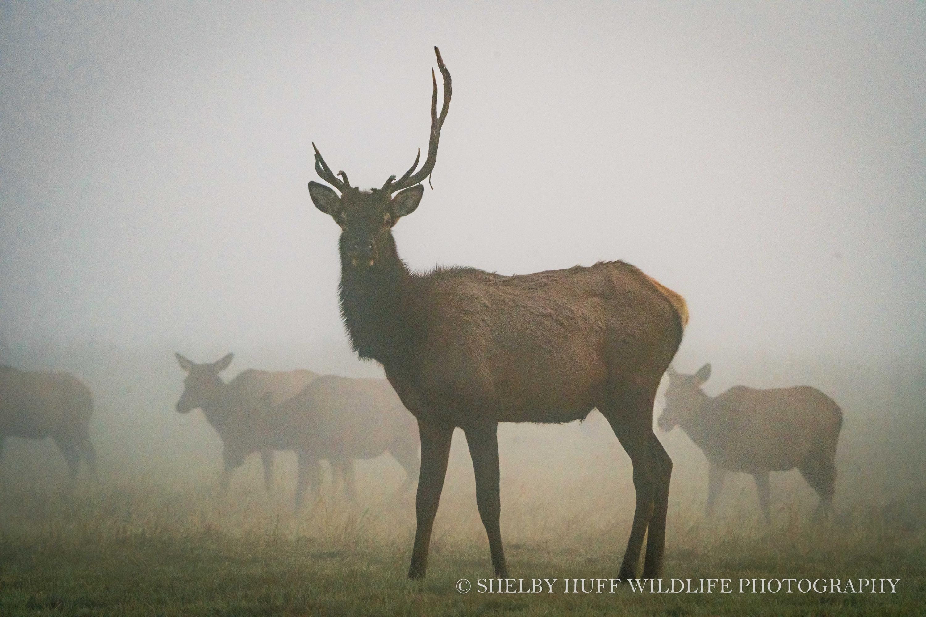 One Antlered Elk Art Print | Wild Animal Wall Art, Wildlife Photo Fine ...