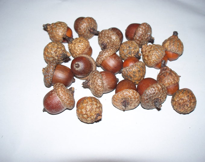 LARGE Acorns Natural Acorns Real Acorns Large Real Acorns - Etsy