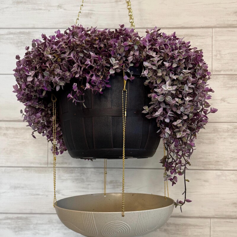 Hanging Plant - Etsy