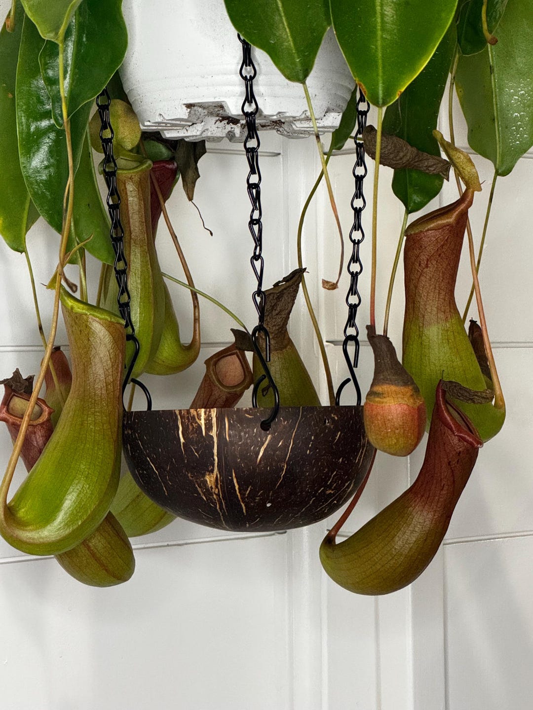 Coconut Shell Hanging Plant Catch Tray - Water Catcher for Hanging ...