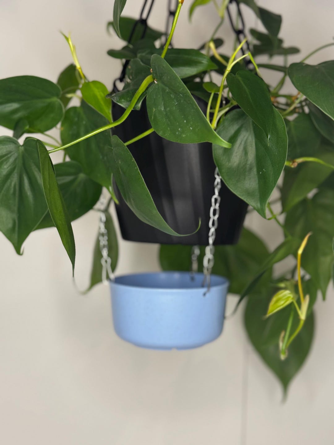 Small Hanging Catch Tray for (4-6 Inch Hanging Planter) - Etsy