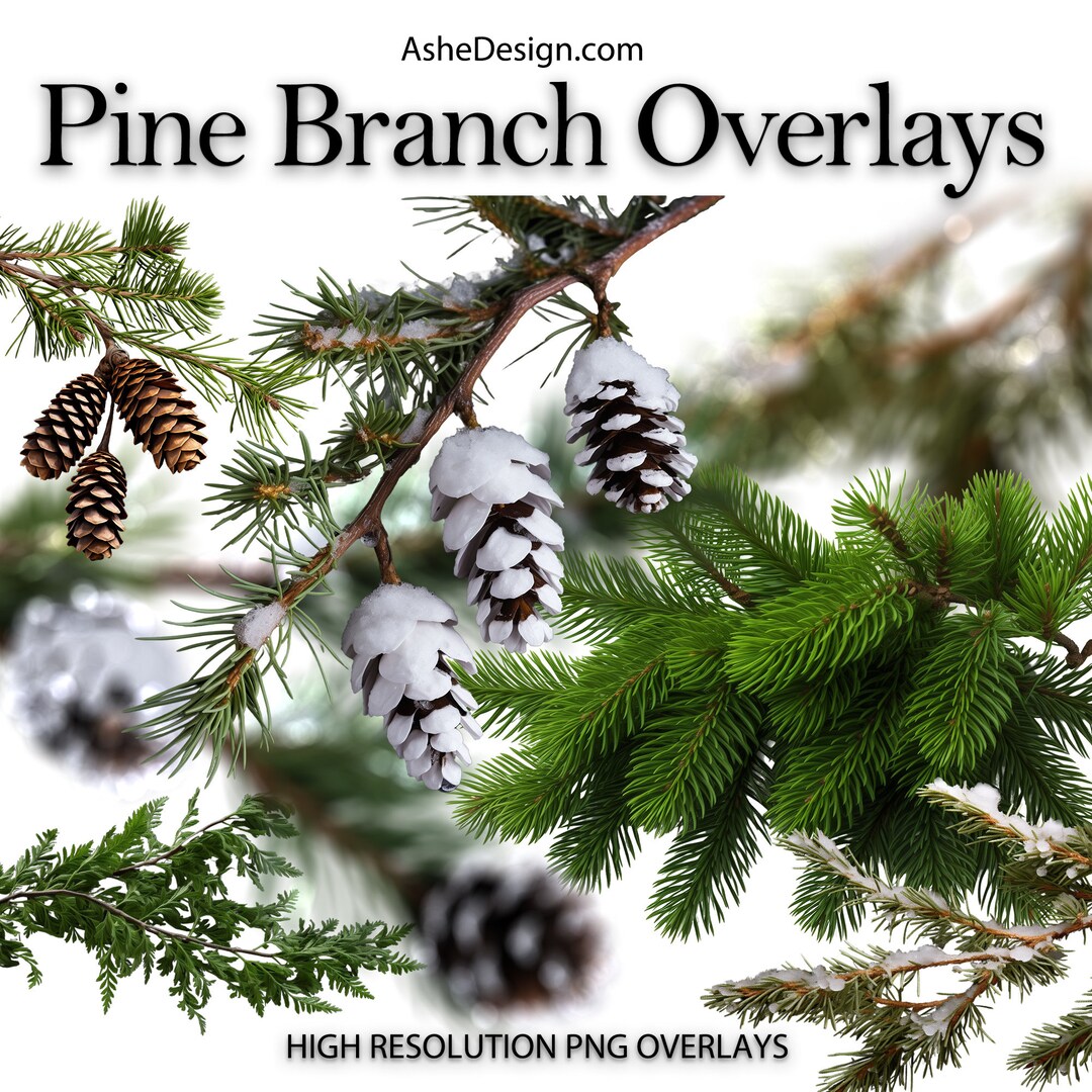 Pine Tree Branch PNG Overlays, Christmas Branch PNG, Pine Cone Tree ...