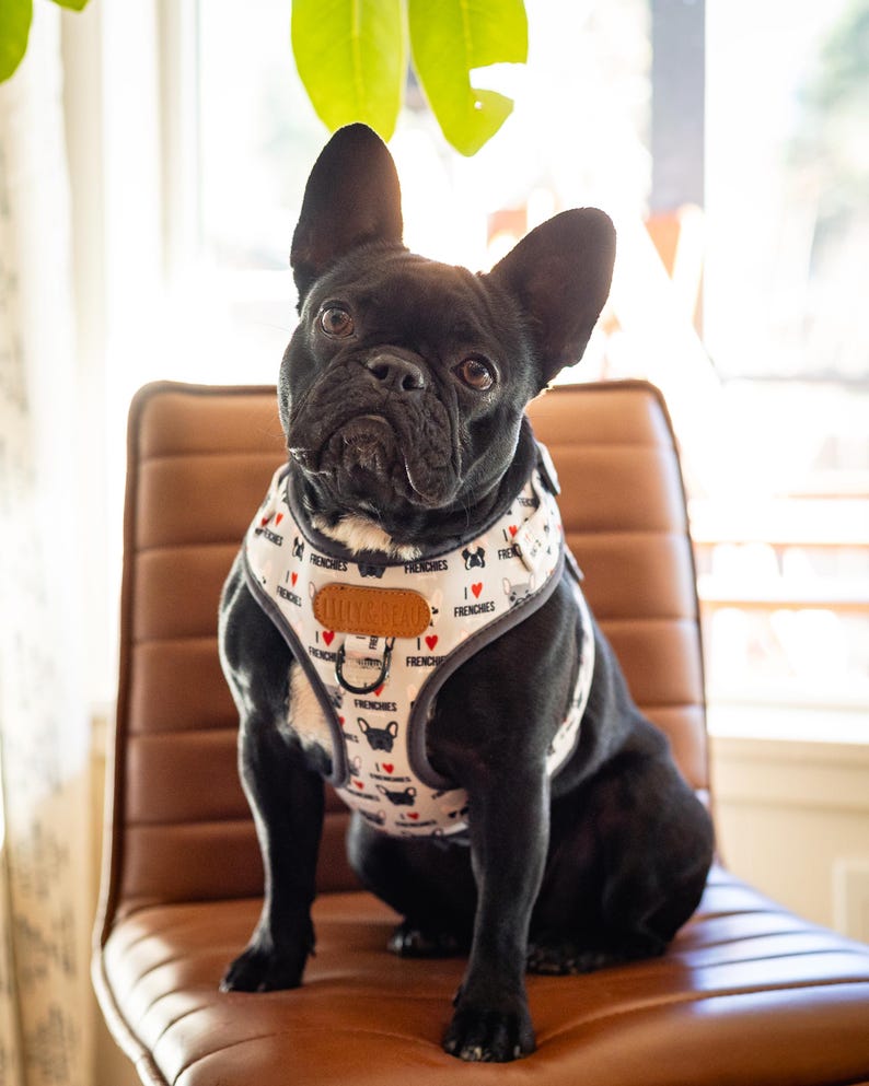 Personalized Dog Harness and Leash Set for French Bulldogs, Custom Pet ...