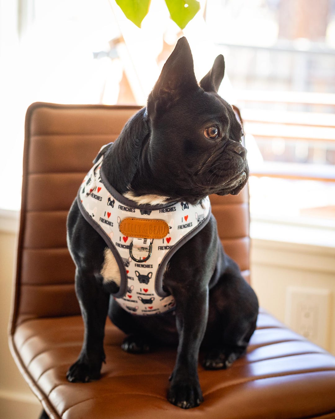 The Frenchie Dog Harness Matching Set, Adjustable Leash and Harness ...