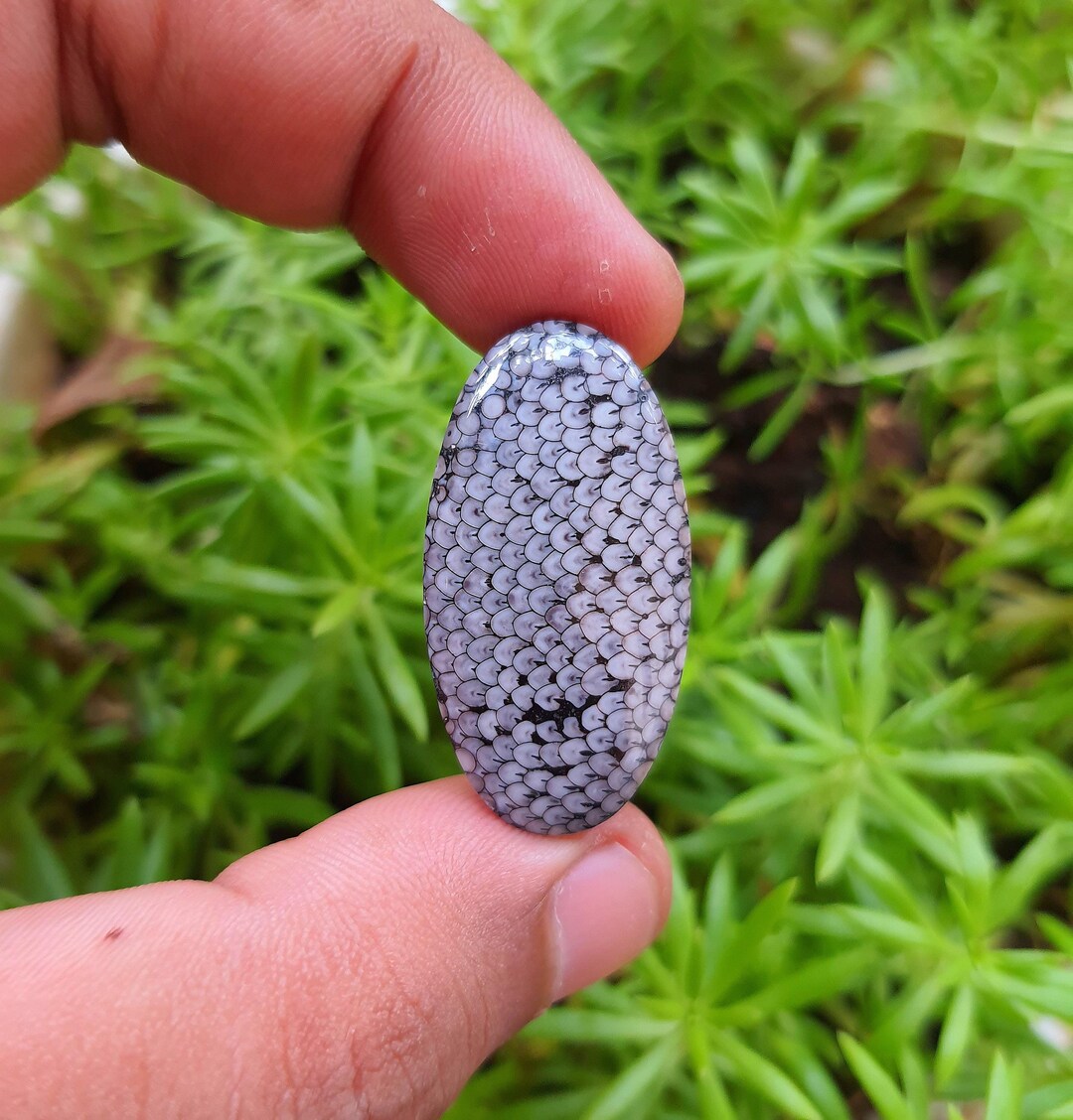 Snakeskin Stone Fossil Wrasse - Etsy