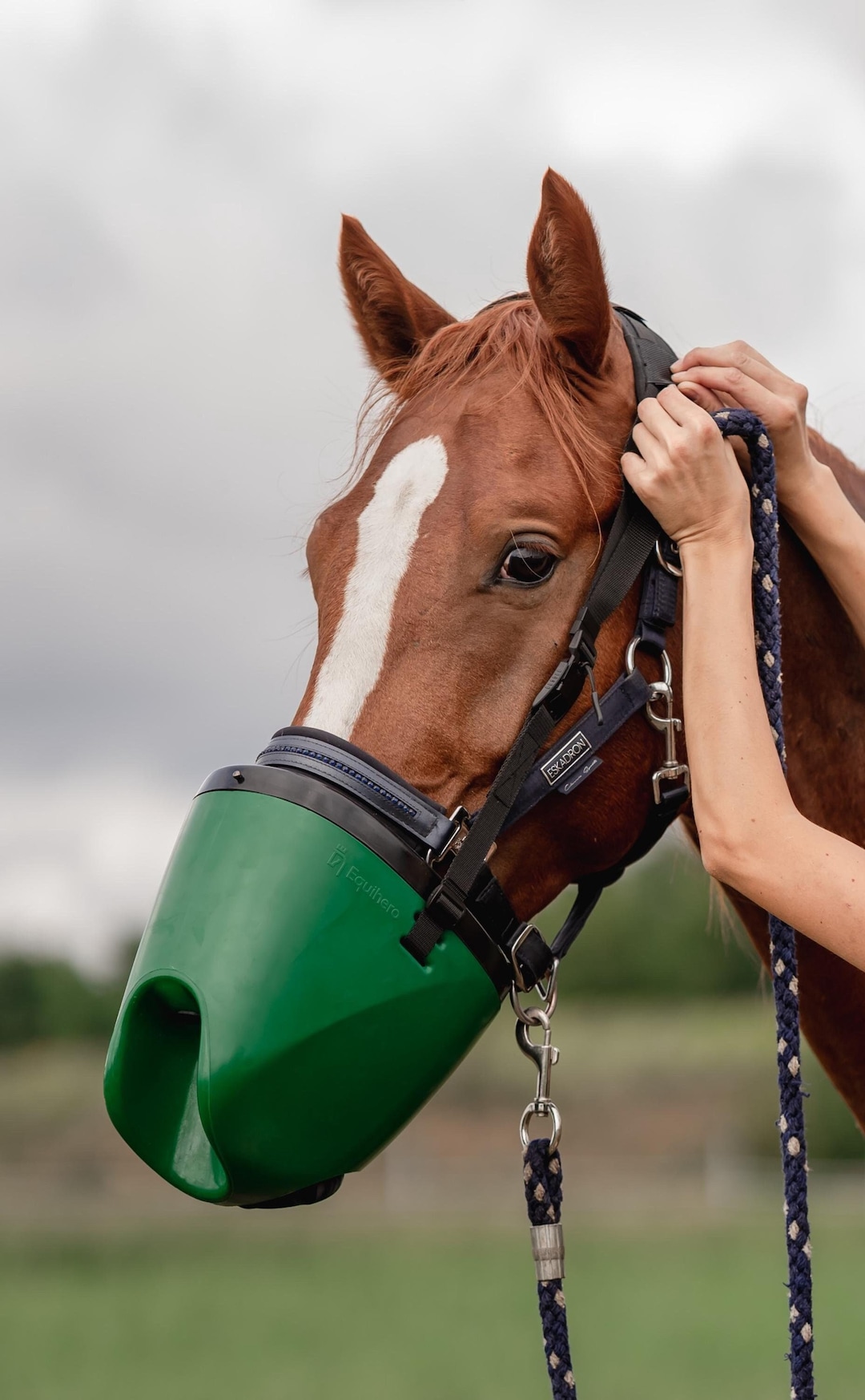 Equihero Horse Mask, for Equine Nebulization/inhalation - Compatible ...