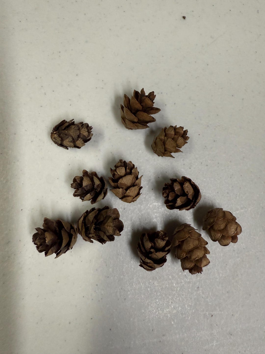 Miniature Pine Cones, Tiny Conifer Cones 1/2 Inch - Etsy