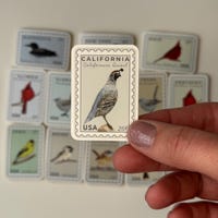 Cactus Wren Sticker | Arizona Birds - Etsy