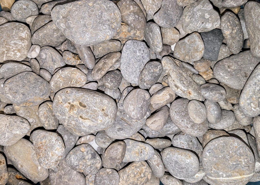 1 Lb of Real Fossils With Many Fossilized Body Fragments of Sea ...