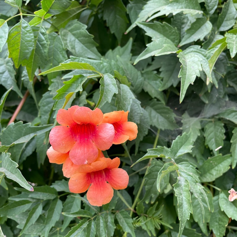 Trumpet Vine - Etsy