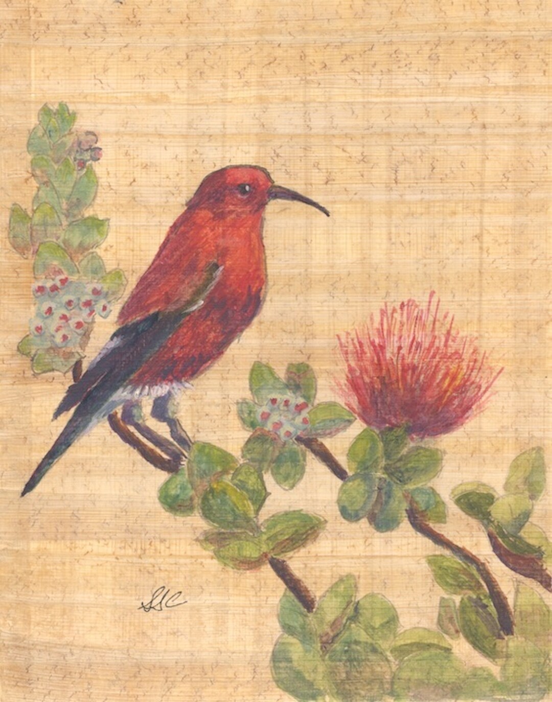 Apapane in Ohia Print - Etsy