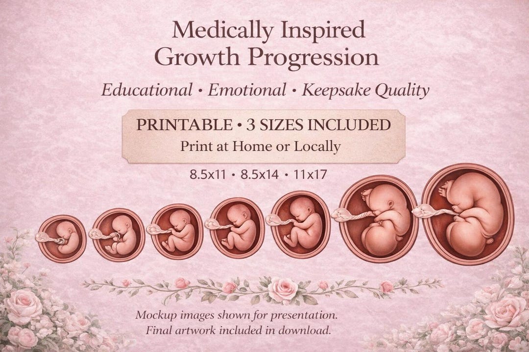 Pregnancy Fetal Development Progression Poster, Anatomically Inspired ...