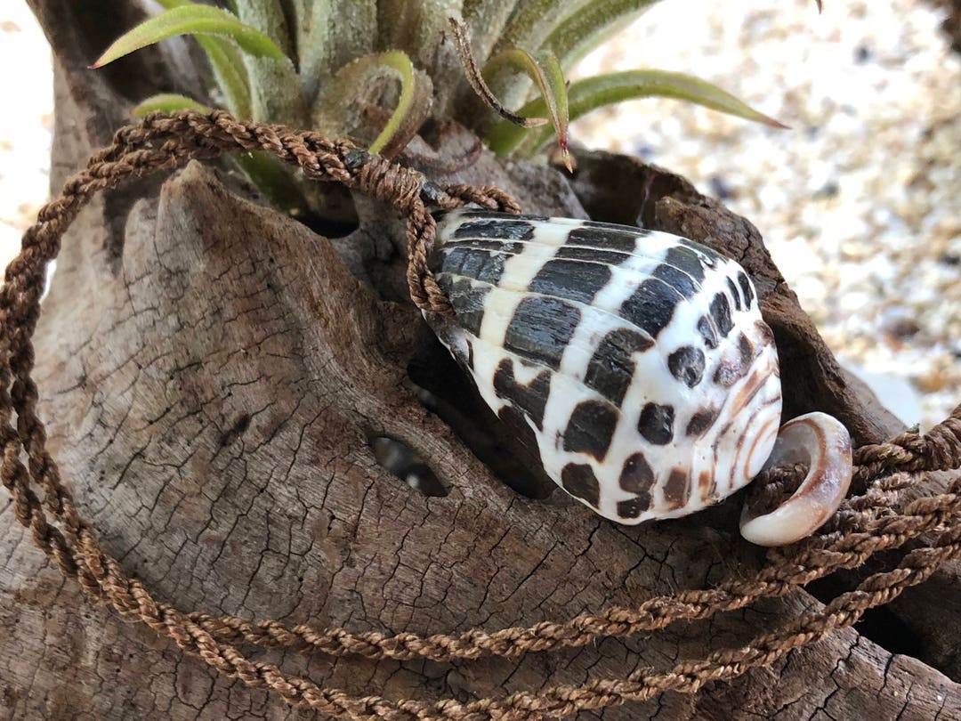 Surfer's Choice - Hebrew Cone Shell Necklace - Etsy