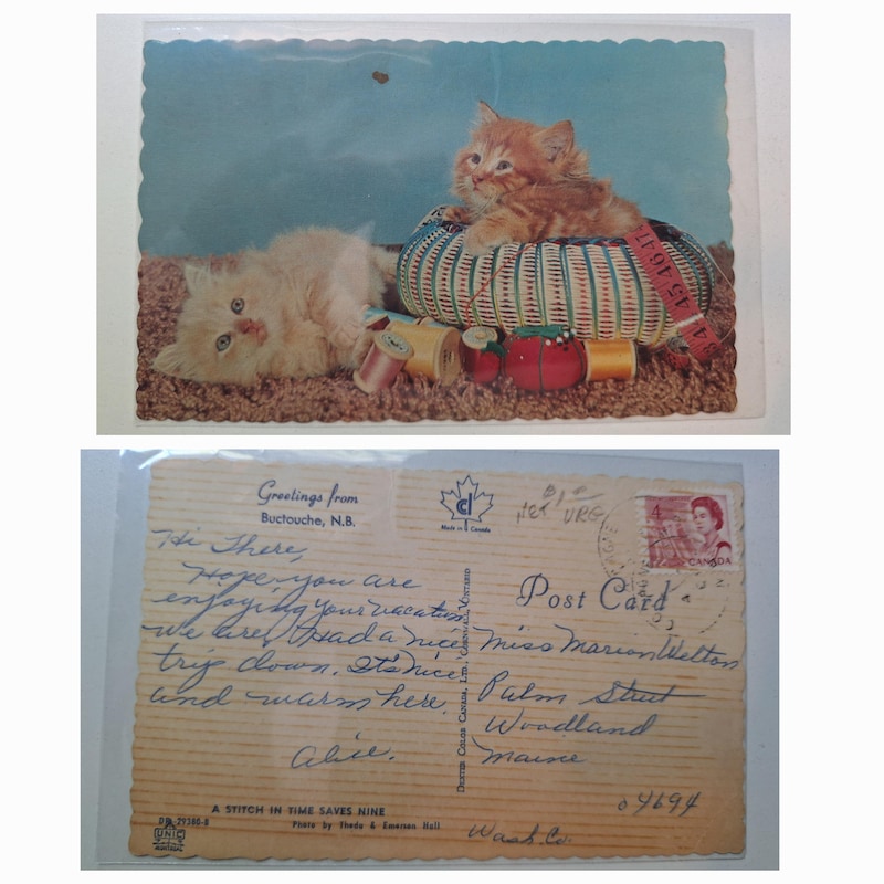 Antique Cat Postcard - Etsy