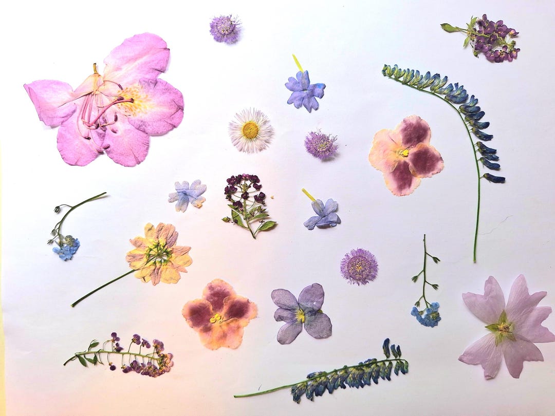 Maine Dried and Pressed Purple Flowers for Scrapbooking Purple Flowers ...