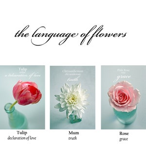 Pink Rose Language of Flowers Note Card // Nature Floral Plant Life ...