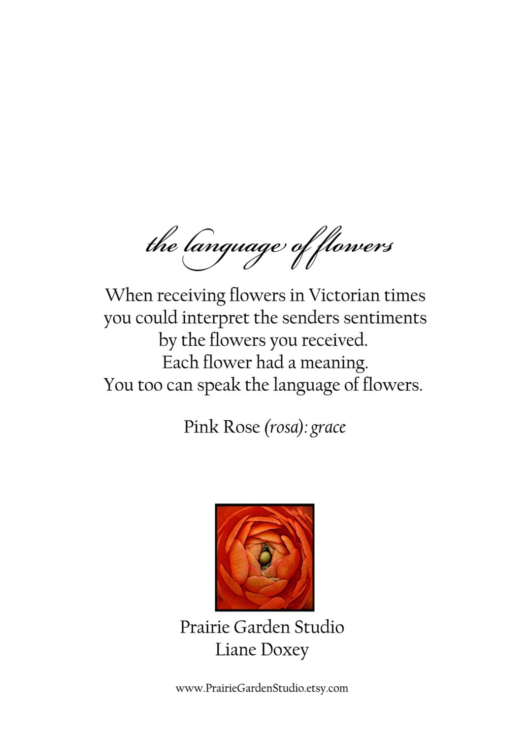 Pink Rose Language of Flowers Note Card // Nature Floral Plant Life ...