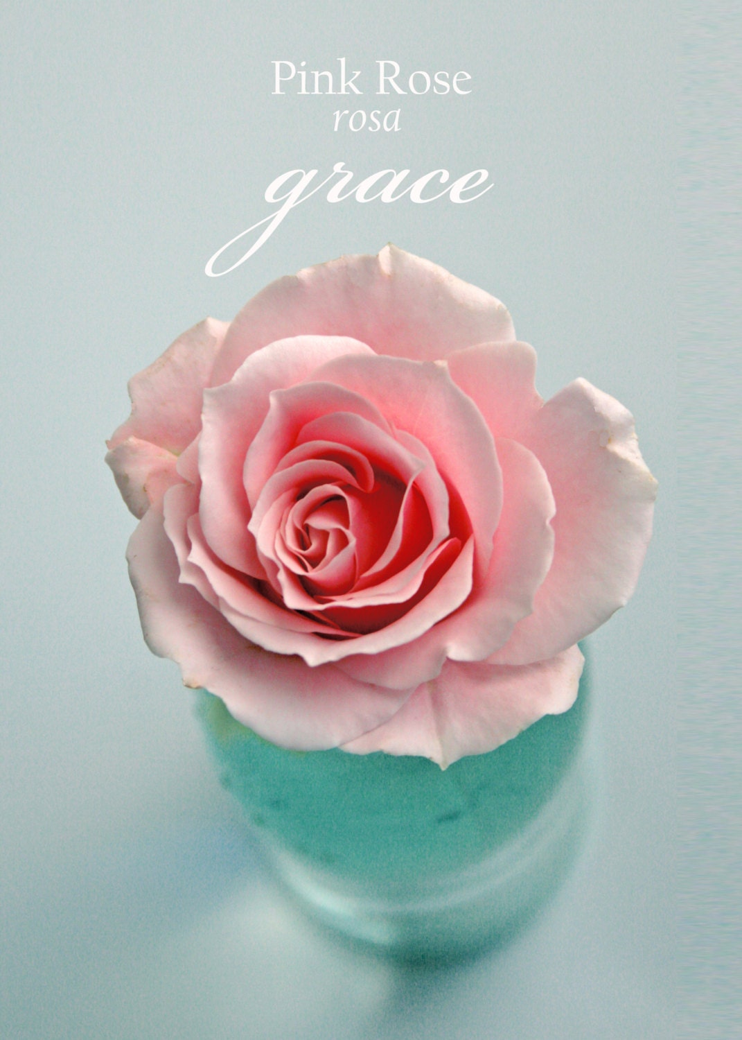 Pink Rose Language of Flowers Note Card // Nature Floral Plant Life ...