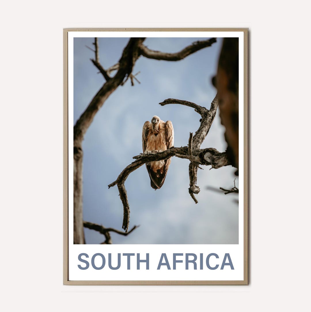 Africa Vulture Print, Wall Art, Digital Download, South Africa ...