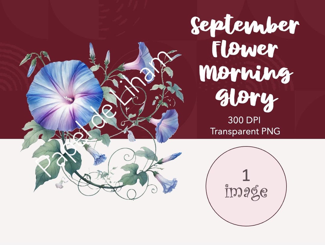 Morning Glory Clipart | September Birth Flower | Elegant Floral Digital ...