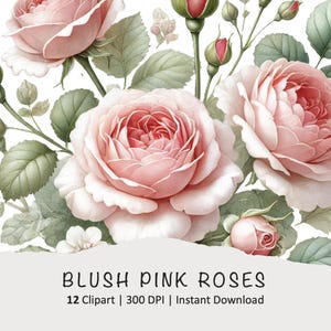 Blush Pink Roses Watercolor Clipart | High-resolution Floral Digital ...