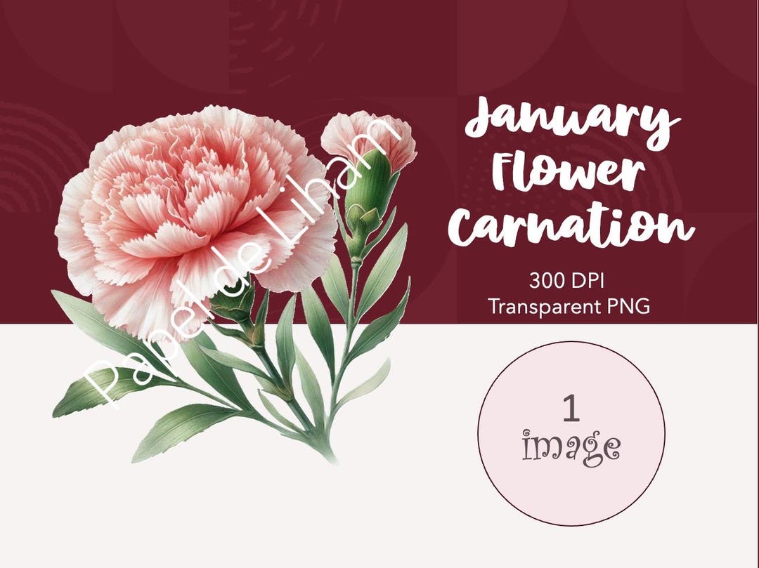Carnation Clipart | January Birth Flower | High-resolution Floral ...