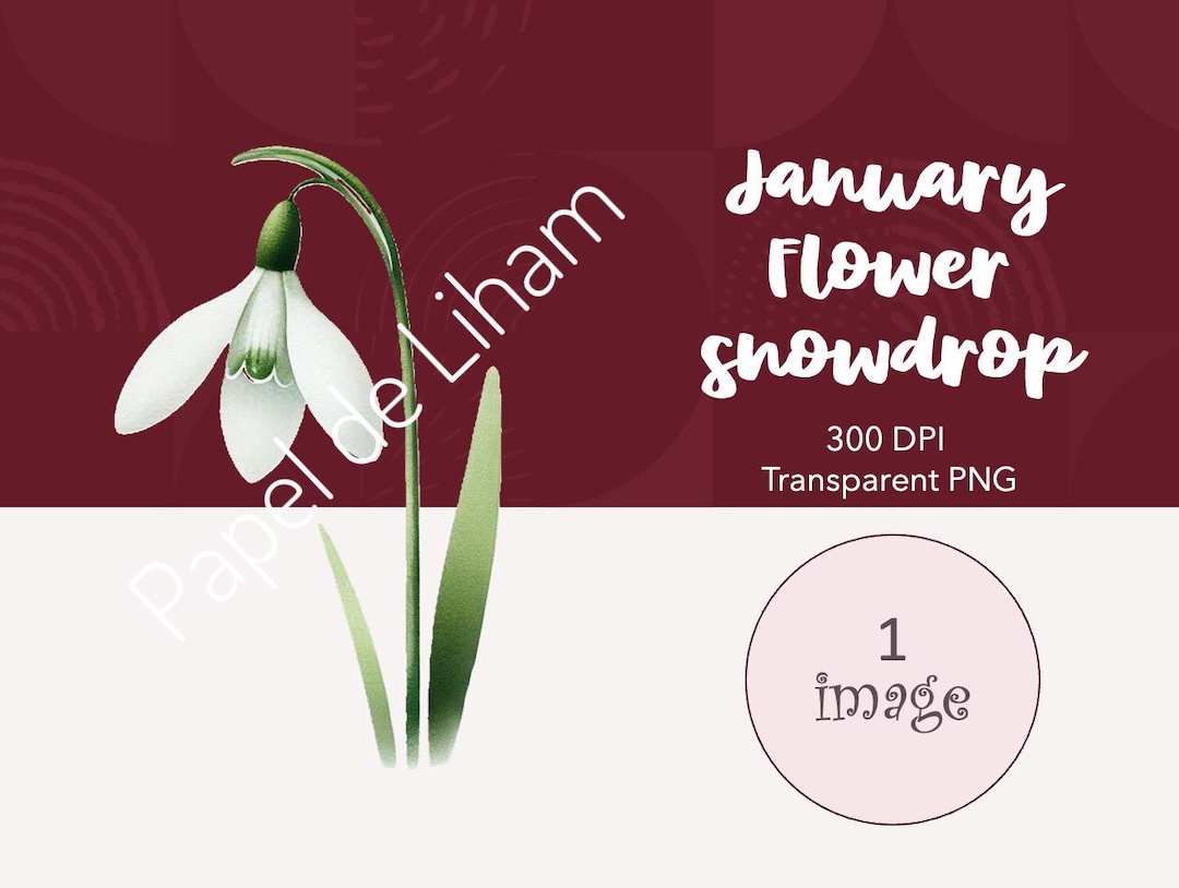 Snowdrop Clipart | January Birth Flower | Elegant Floral Digital Art ...