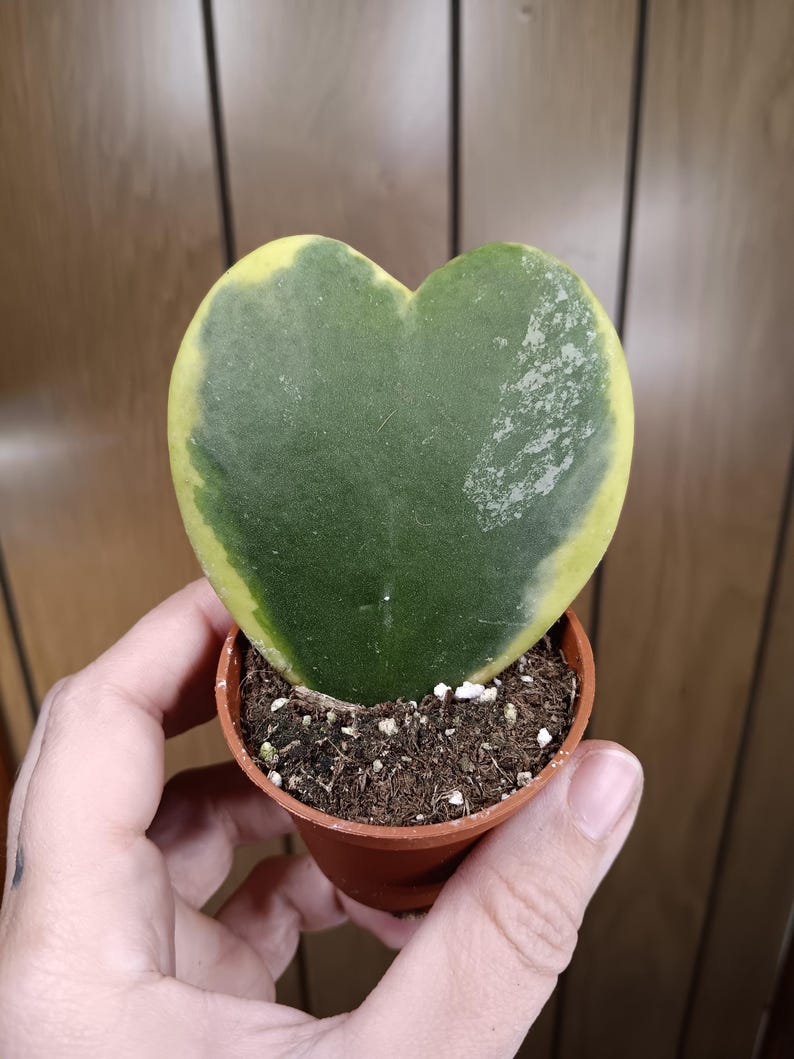 Variegated Hoya Kerrii Heart - Etsy