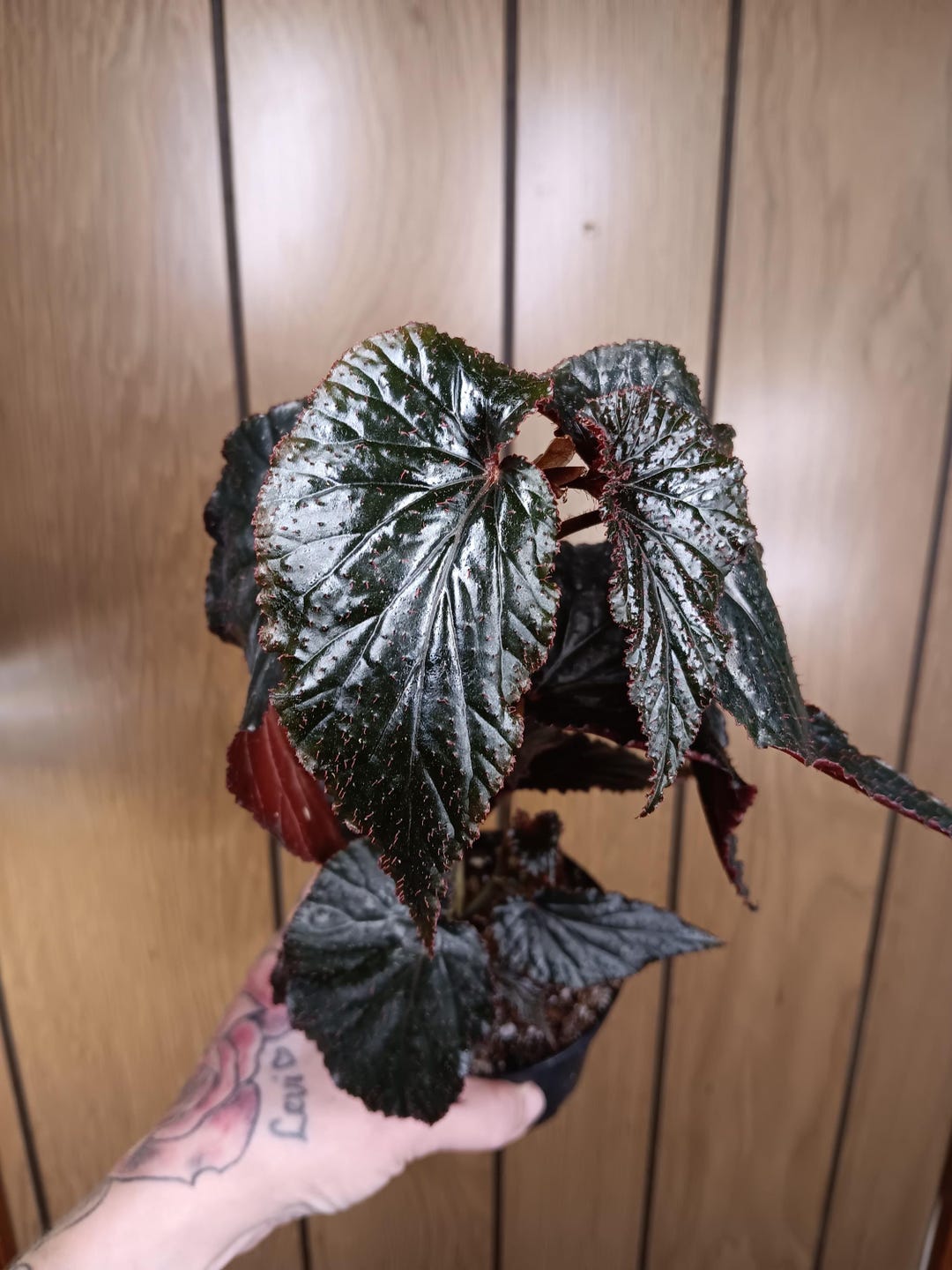 Black Magic Begonia - Etsy