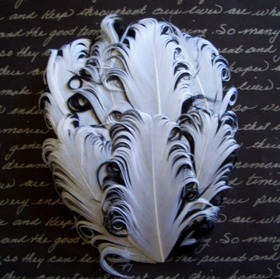 Set of 5 Feather Pads - White and Black Curled Goose Feather Pad ...