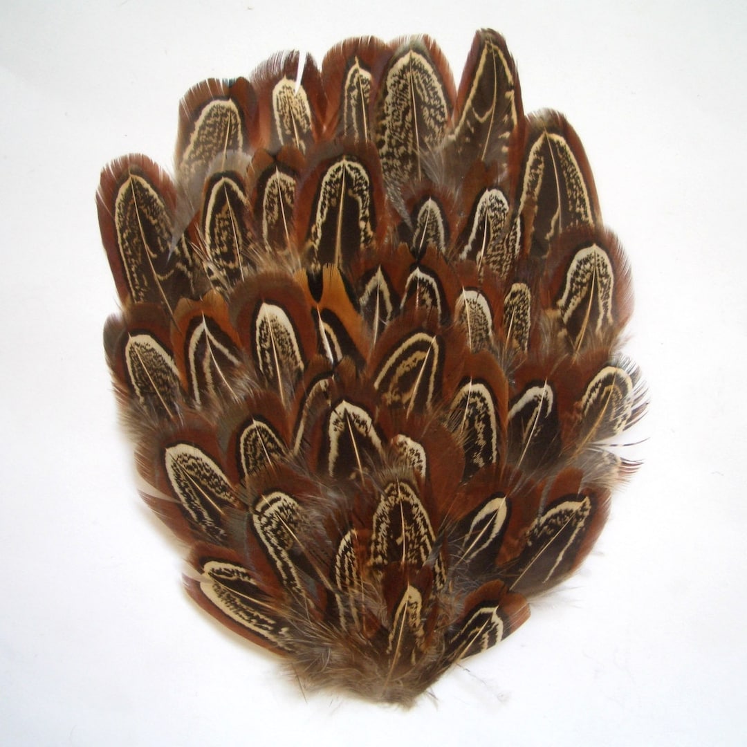 1 Import Brown Almond Pheasant Feather Pad - Etsy