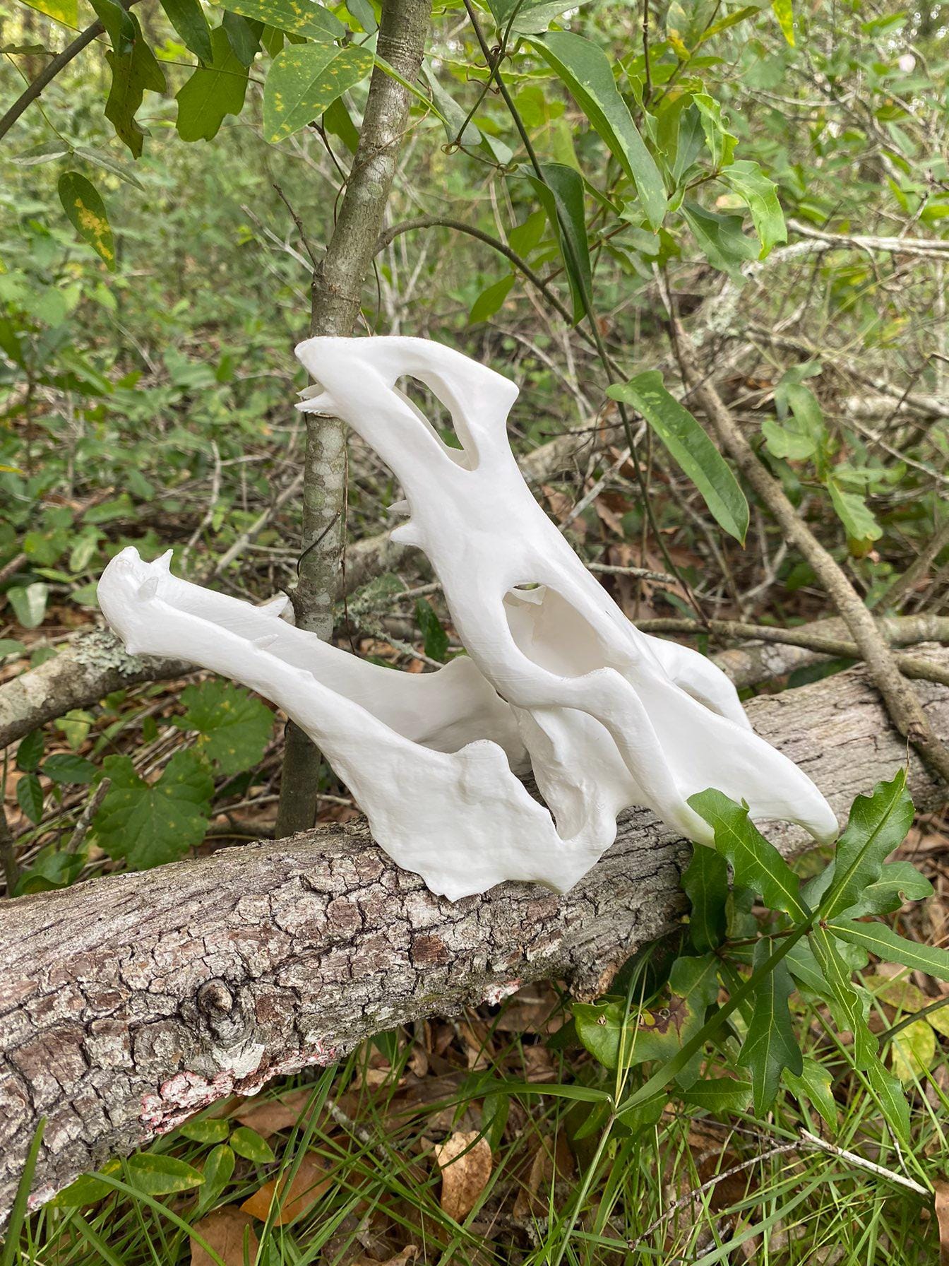 Skyrim Dragon Skull Replica Elder Scrolls V: - Etsy