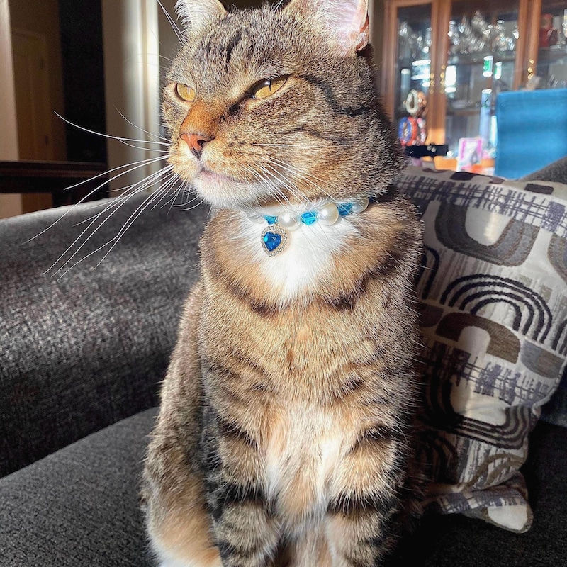 Fancy Cat Collar - Etsy