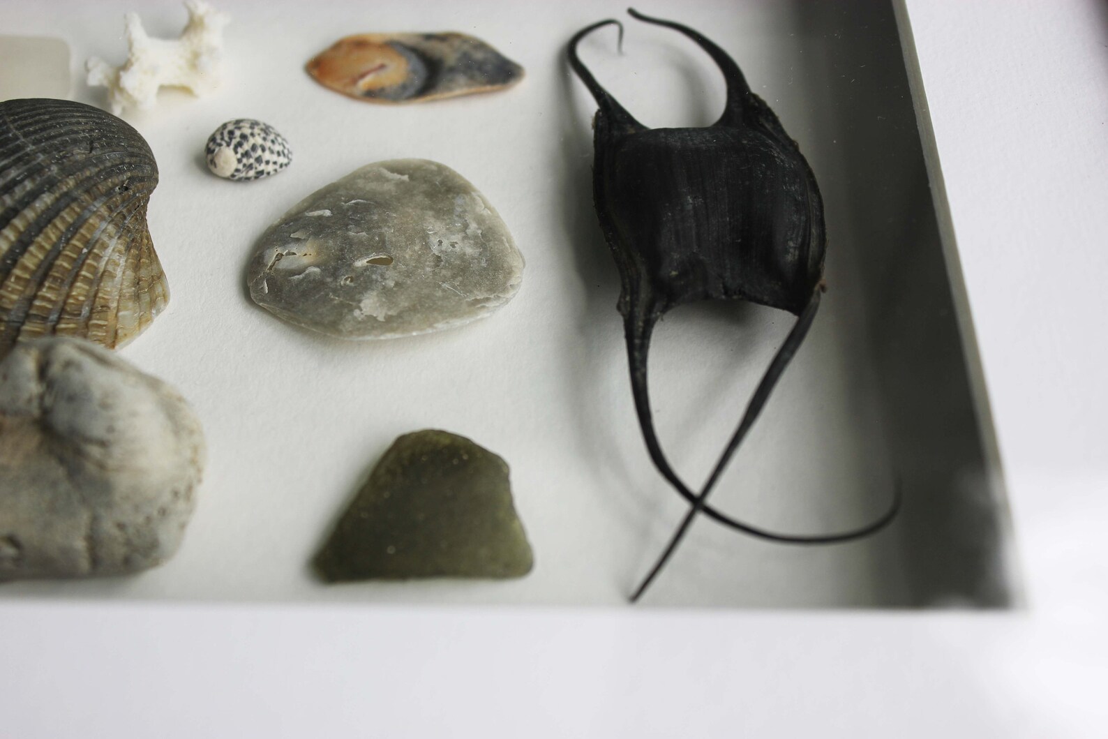 Mermaid Purse with Sea Shells and Sea Life Framed Gift Coral | Etsy