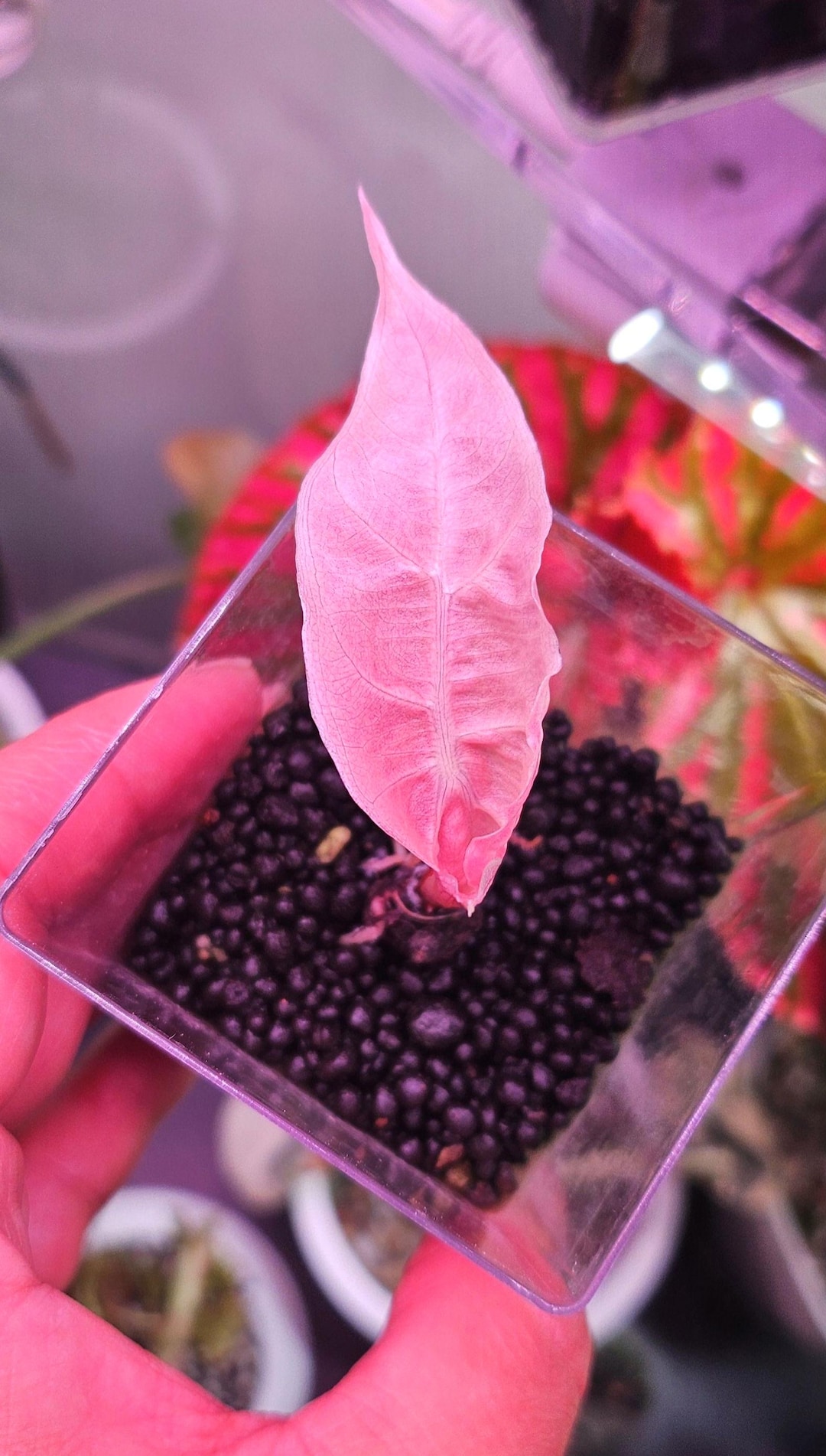 Alocasia Amazonica Polly Variegata Pink Pup - Etsy