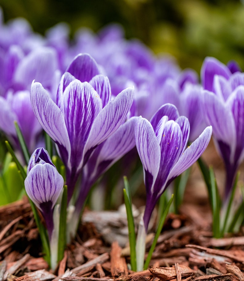Purple Crocus Photo Print - Original Floral Photography- Print, Metal ...