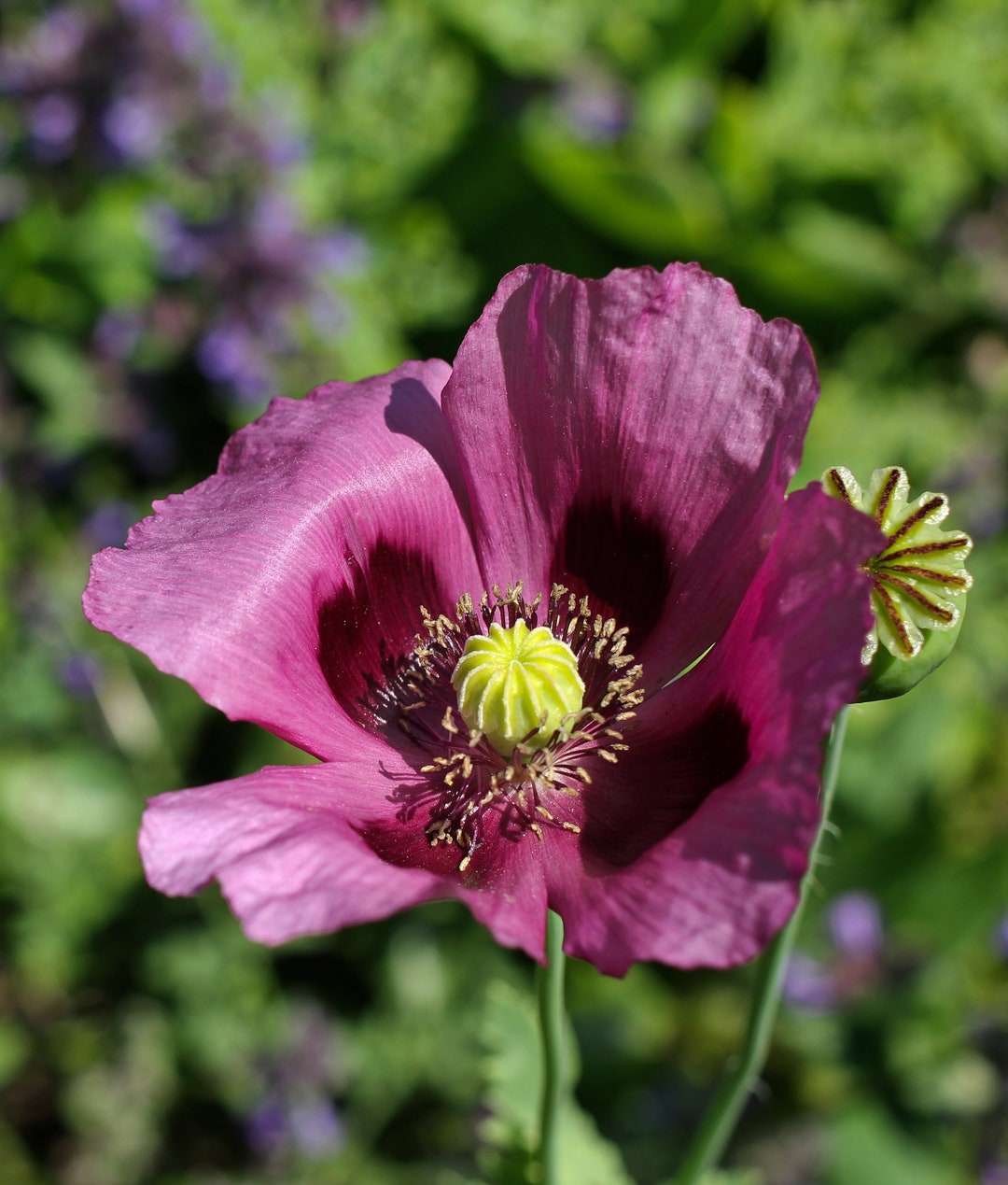 Blank Note Card Nature Photography Card Flower Photo Card - Etsy