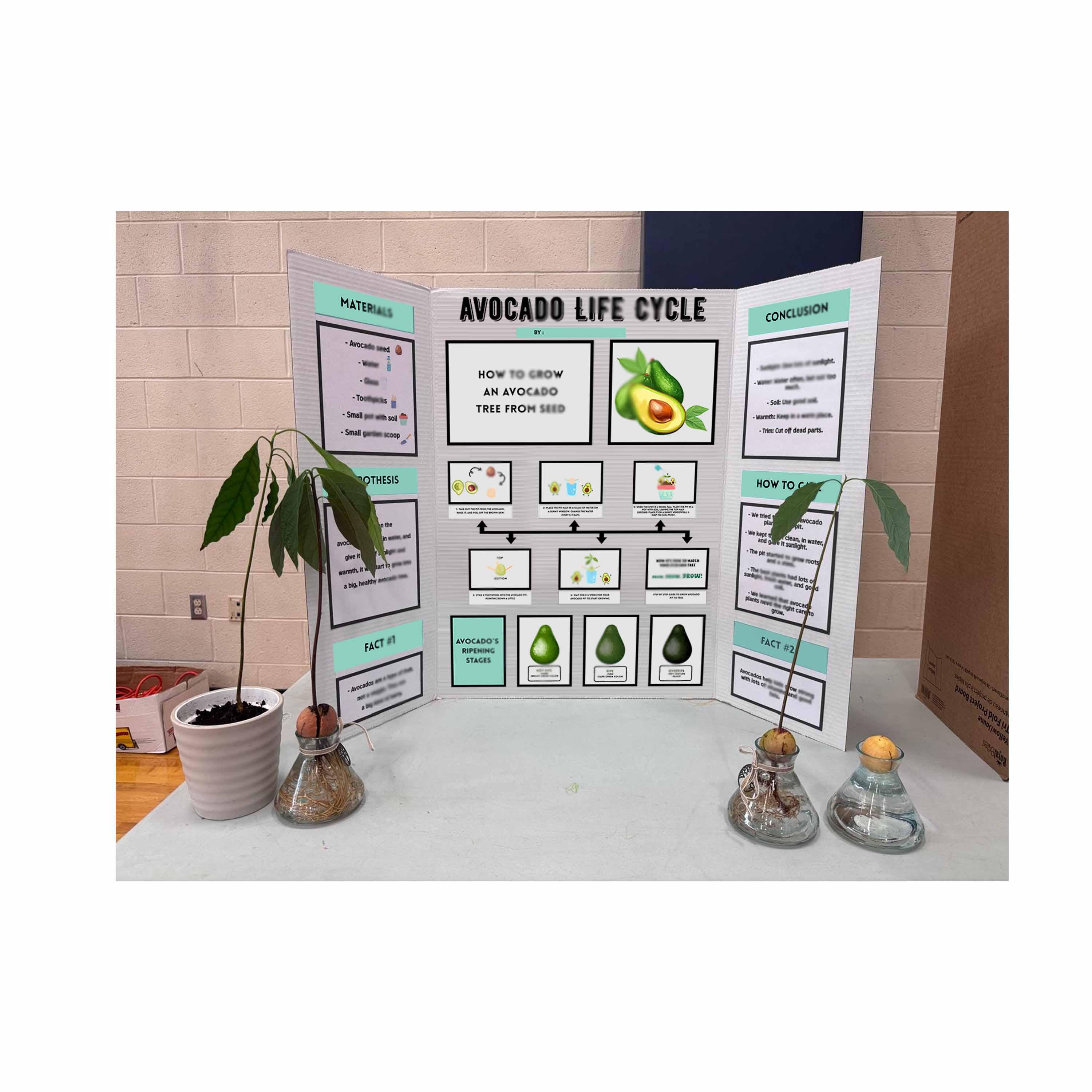 Avocado Life Cycle Science Fair Project| PDF| 12 A4s| Trifold Board ...