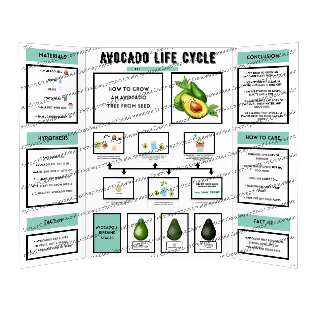 Avocado Life Cycle Science Fair Project| PDF| 12 A4s| Trifold Board ...