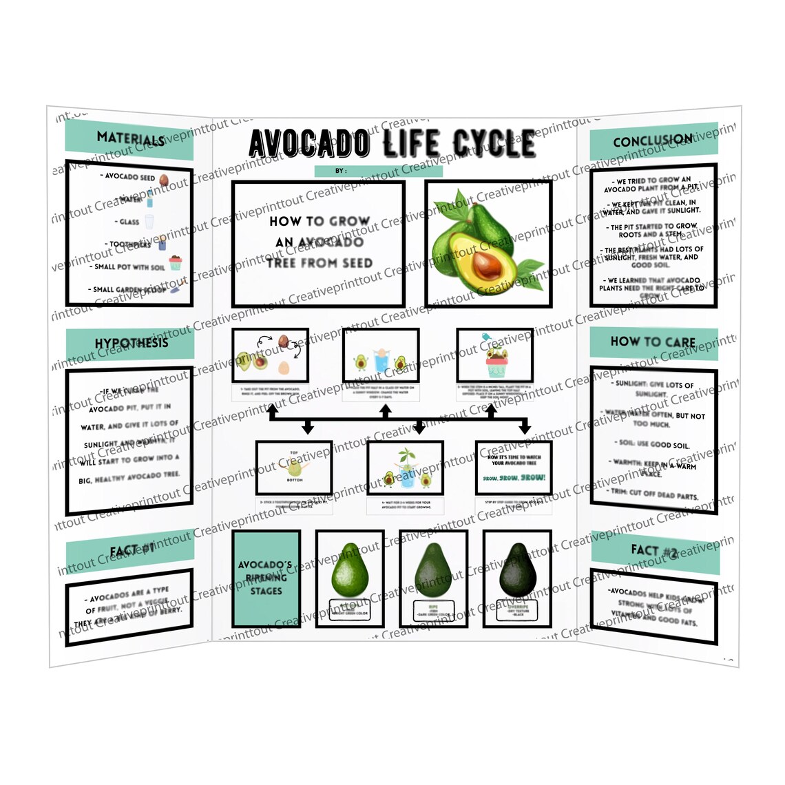Avocado Life Cycle Science Fair Project| PDF| 12 A4s| Trifold Board ...