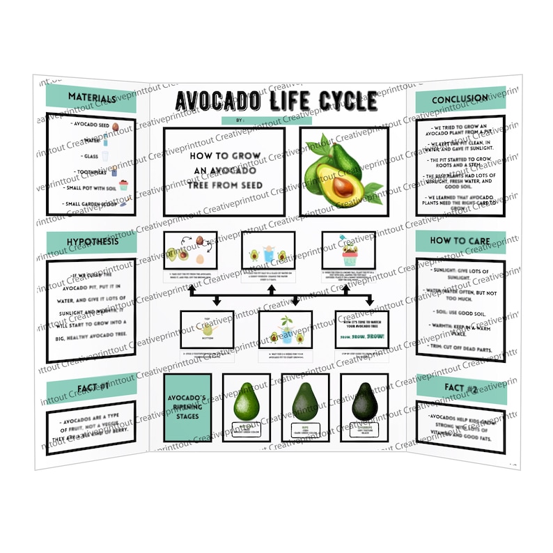 Avocado Life Cycle Science Fair Project| PDF| 12 A4s| Trifold Board ...