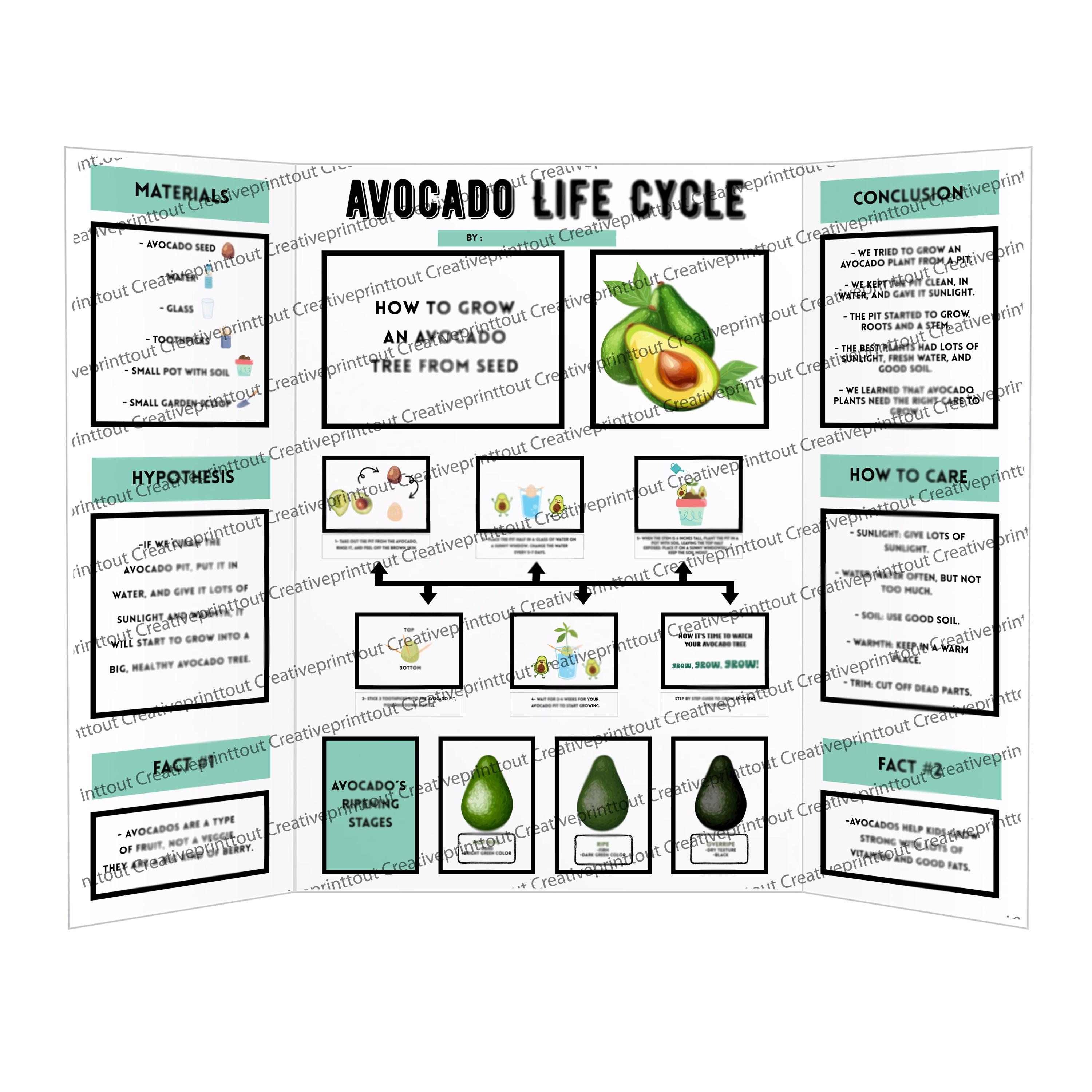 Avocado Life Cycle Science Fair Project| PDF| 12 A4s| Trifold Board ...