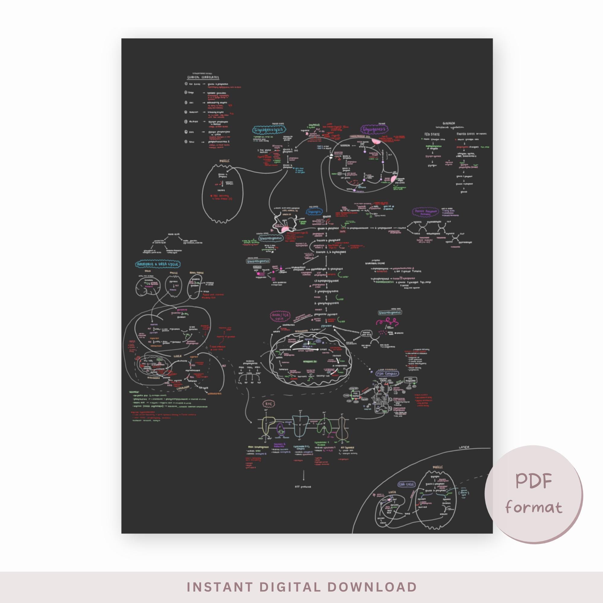 Biochemistry Notes & Pathways Map: High Yield Study Guide (PDF Download ...