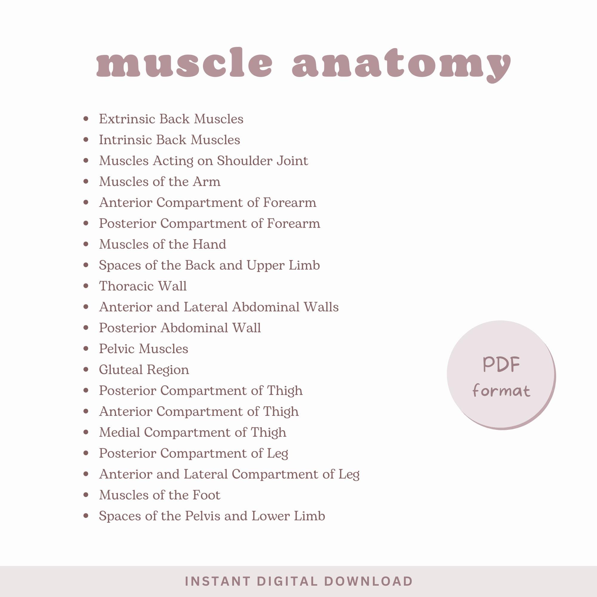 Muscle Anatomy Master Sheet | Complete MSK Summary Notes | Digital ...